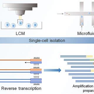 Collections Of ScRNA Seq Applications In Uncovering Tumor Heterogeneity Download Scientific
