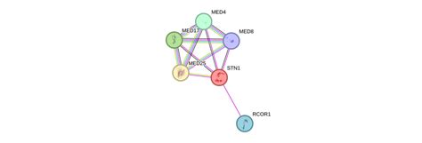 Stn1 Gene Genecards Stn1 Protein Stn1 Antibody