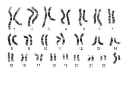Oct 31 2018 You Need Clean Paper 2 Pencil Inheriting A Genetic