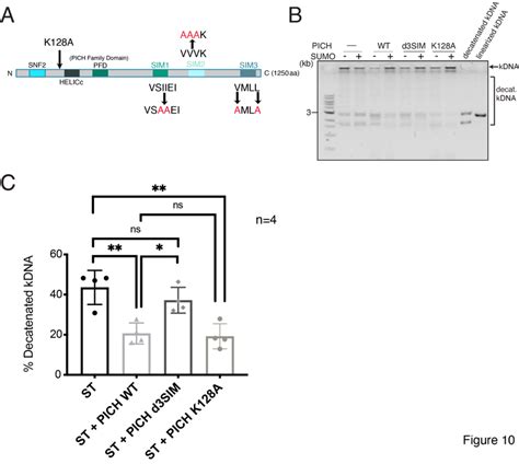 Pich Sumo Binding Ability Involved In Suppression Of Sumoylated Topoiiα Download Scientific