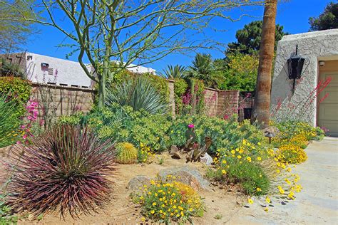 Creating Your Desert Oasis Finding Plants That Dig Southern Nevada