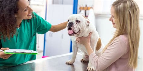 What Are Symptoms Of Whipworms In Dogs