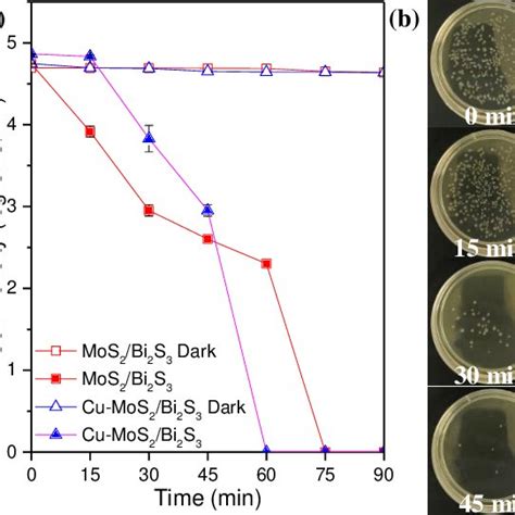 Photocatalytic Inactivation Of E Coli With As Prepared Samples Under Download Scientific