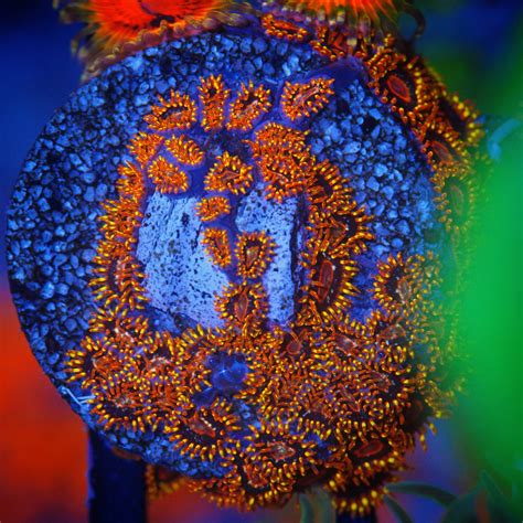 What Is Your Favorite Zoanthids Of The Week Please Share Pictures Of Zoanthids Page
