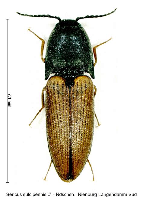 Sericus Bestimmungstabelle