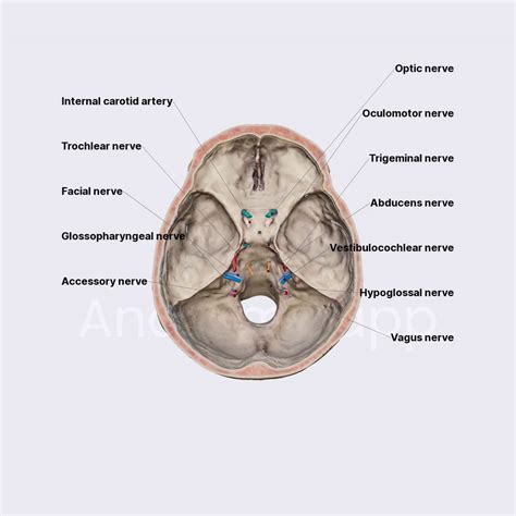 Cranial Nerve Exits Anatomy App