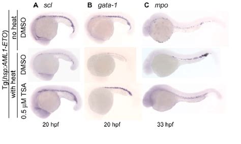 Trichostatin A Suppresses The Effects Of AML1 ETO In Zebrafish Download Scientific Diagram