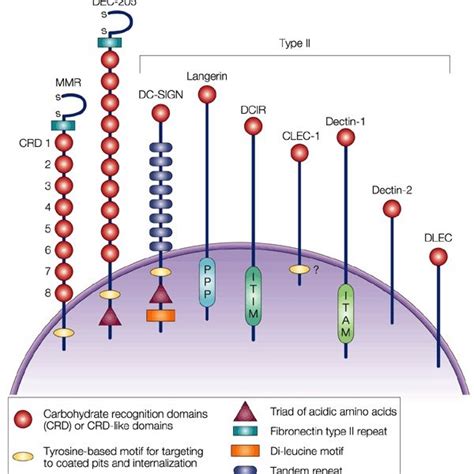 functional similarities between c type lectins and lectin like