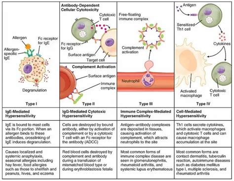 Hypersensitivity Reactions An Overview • Microbe Online