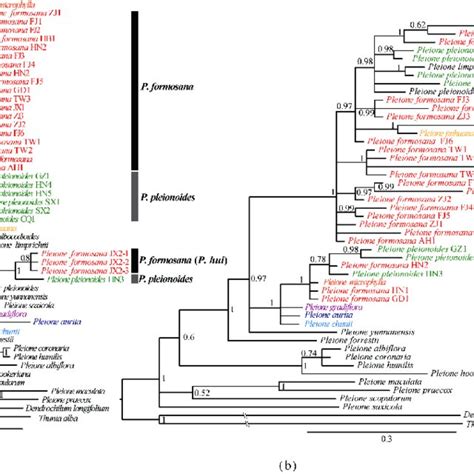Phylogram Inferred From Bayesian Analyses Of Nrits A And Cpdna B