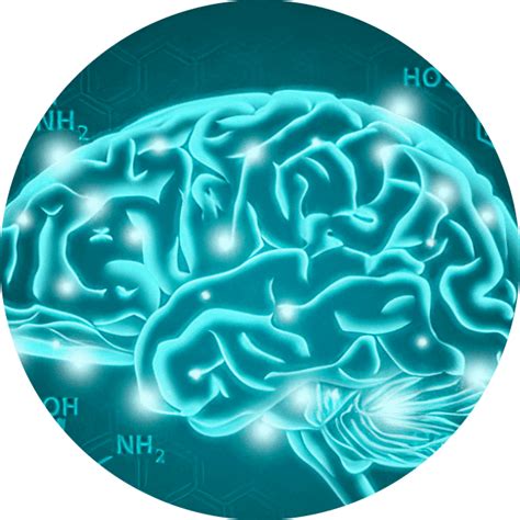 Glutamate And Autism Organiclinic
