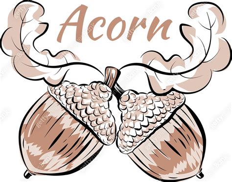 Vector Illustration Oak Branch Two Acorns 이미지 611084356 일러스트 무료 일러스트
