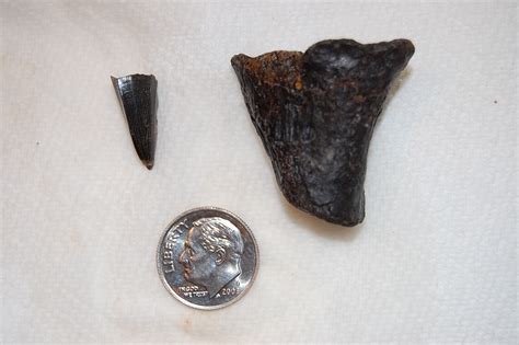 Texas Fossil Hunting Trips The Fossil Forum