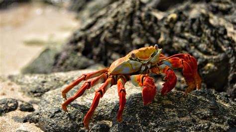 Scientists Create Battery From Crab Shells Renewable News
