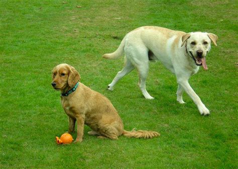 Jay The Golden Cocker Spaniel