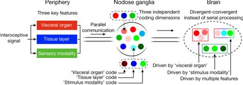 A Multidimensional Coding Architecture Of The Vagal Interoceptive System Pmc