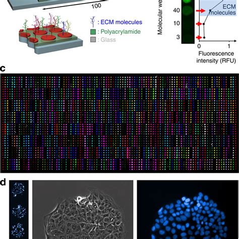 extracellular matrix microarray platform presents combinations of ecm
