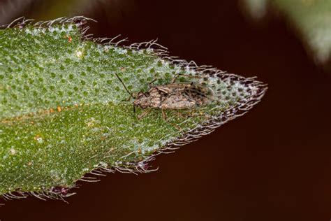 Adult Seed Bug Stock Photo Image Of Metrargynii Nymph 255482642