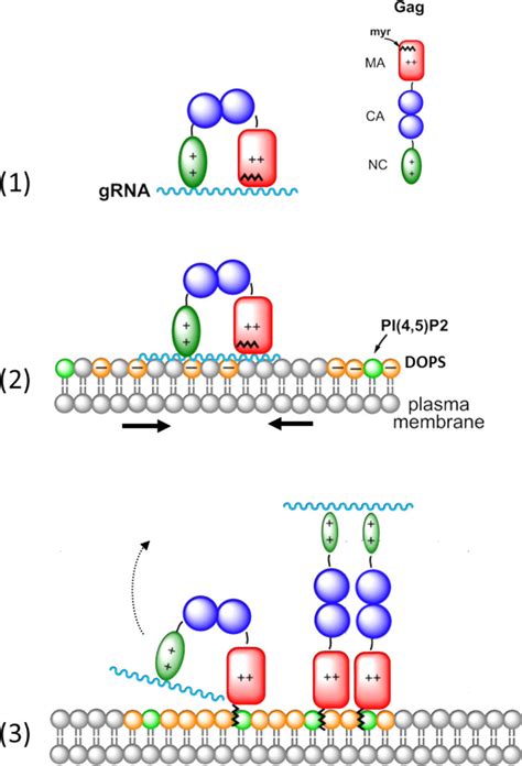 Proposed Role Of The Gagnc Domain In The Binding Of Gag To The Plasma Download Scientific