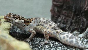 Leopard Gecko Shedding 101: Symptoms, Problems & Behavior - More Reptiles