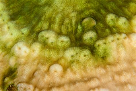 Endolithic Algae In Stony Corals Coral Magazine