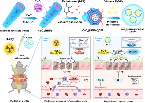 A Ferroptosis Targeting Ceria Anchored Halloysite As Orally Drug Delivery System For Radiation