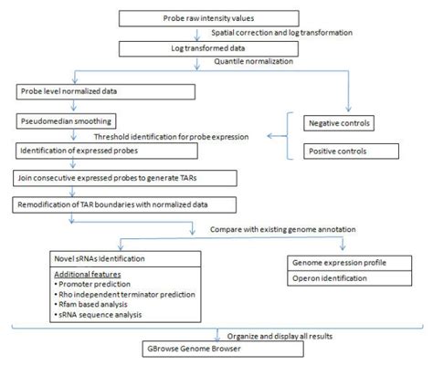 Tiling Array Data Analysis Workflow Analysis Workflow Includes Srna