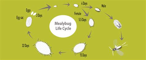Life Cycle Of Mealybugs Biobee Chile