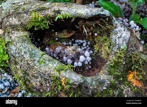 Clusters Of Fungi Fairy Inkcap Coprinellus Disseminatus In Forest