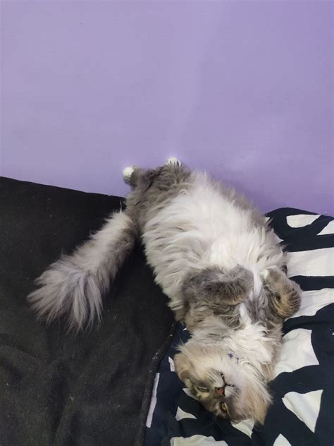 Cat Catsoftwitter Cute R Butterjack