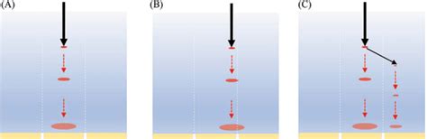 Detector Response Spectral Photon Counting Computed Tomography Technology And Applications