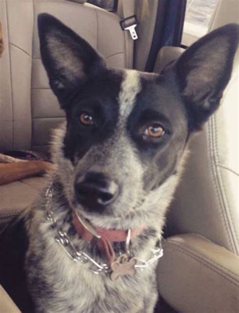 Queensland Heeler Pit Mix
