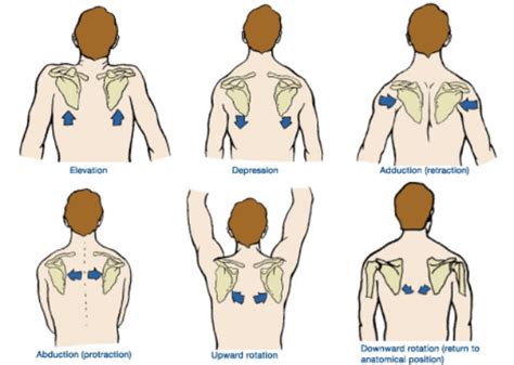 4 Scapular Stabilization Exercises Build Rock Solid Shoulders