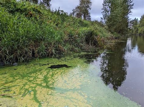 Classification Of Plant Kingdom Algae Bryophytes Best