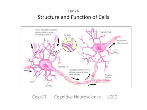 PDF Lec 2b Structure And Function Of Cellsmbabele COGS17 Pdf Files SU Excitatory Post