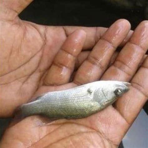 Basa Fish Seeds Packaging Size Kg Degree C At Best Price In Kalyan