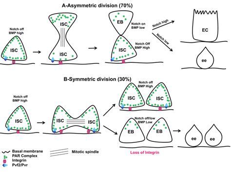 Symmetric Or Asymmetric Division What Is Making The Choice A Download Scientific Diagram