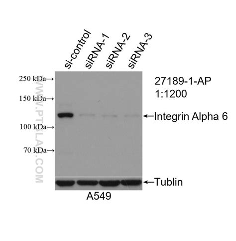Integrin Alpha 6 Antibody 27189 1 Ap Proteintech
