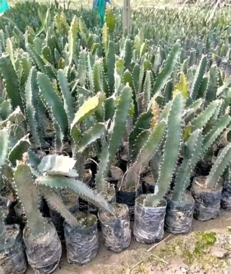 Green Dragon Fruit Plant For Fruits At Best Price In Nagaon Id