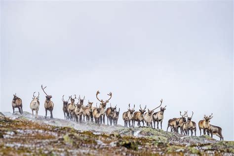 Blending Indigenous Knowledge And Artificial Intelligence To Enable