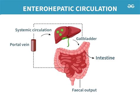 Role Of Bile Salt In Digestion Geeksforgeeks
