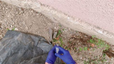 Injection Of Herbicides For Plants Slow Motion Stock Footage Video Of Worker Pesticides