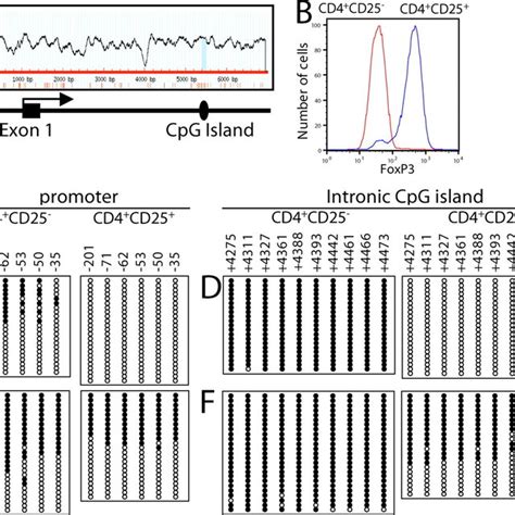 Dna Methylation Status Of Cpg Sites In The Promoter And Intronic Cpg Download Scientific