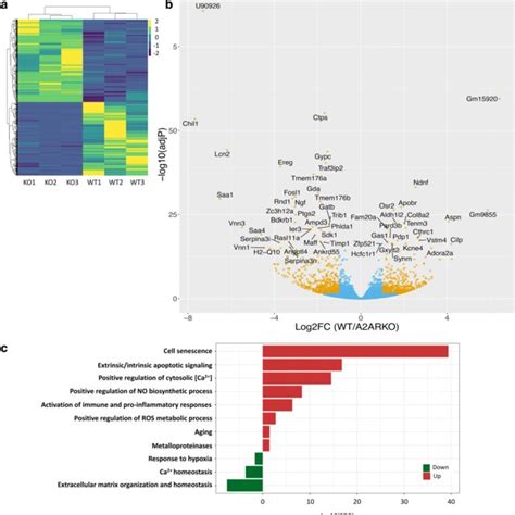 Rna Sequencing Revealed Over 600 Differentially Expressed De Genes Download Scientific
