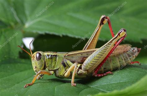 Green Grasshopper Flying