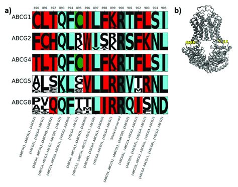 Conservation In The Alignment Of Abcg Protein Sequences A Sequence