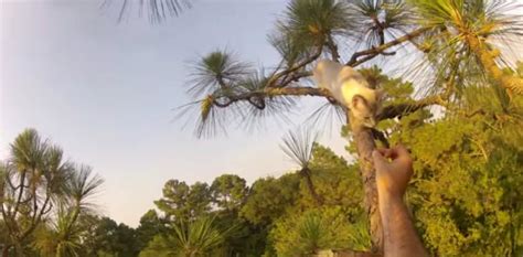 When No One Would Rescue A Cat Stuck In A Tree Man Gets Creative To Save Her