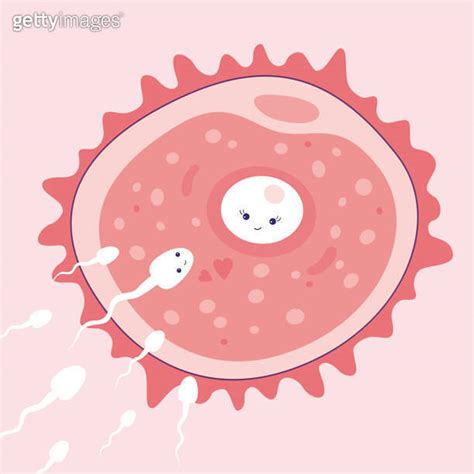 Insemination And Fertilization Concept Human Sexual Reproductive System And Pregnancy Sperm