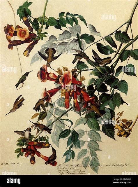 Kolibris Und Mauersegler Fotos Und Bildmaterial In Hoher Auflösung Alamy