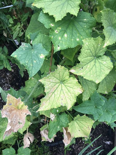 Cucumber Pests Vines Forum At Permies